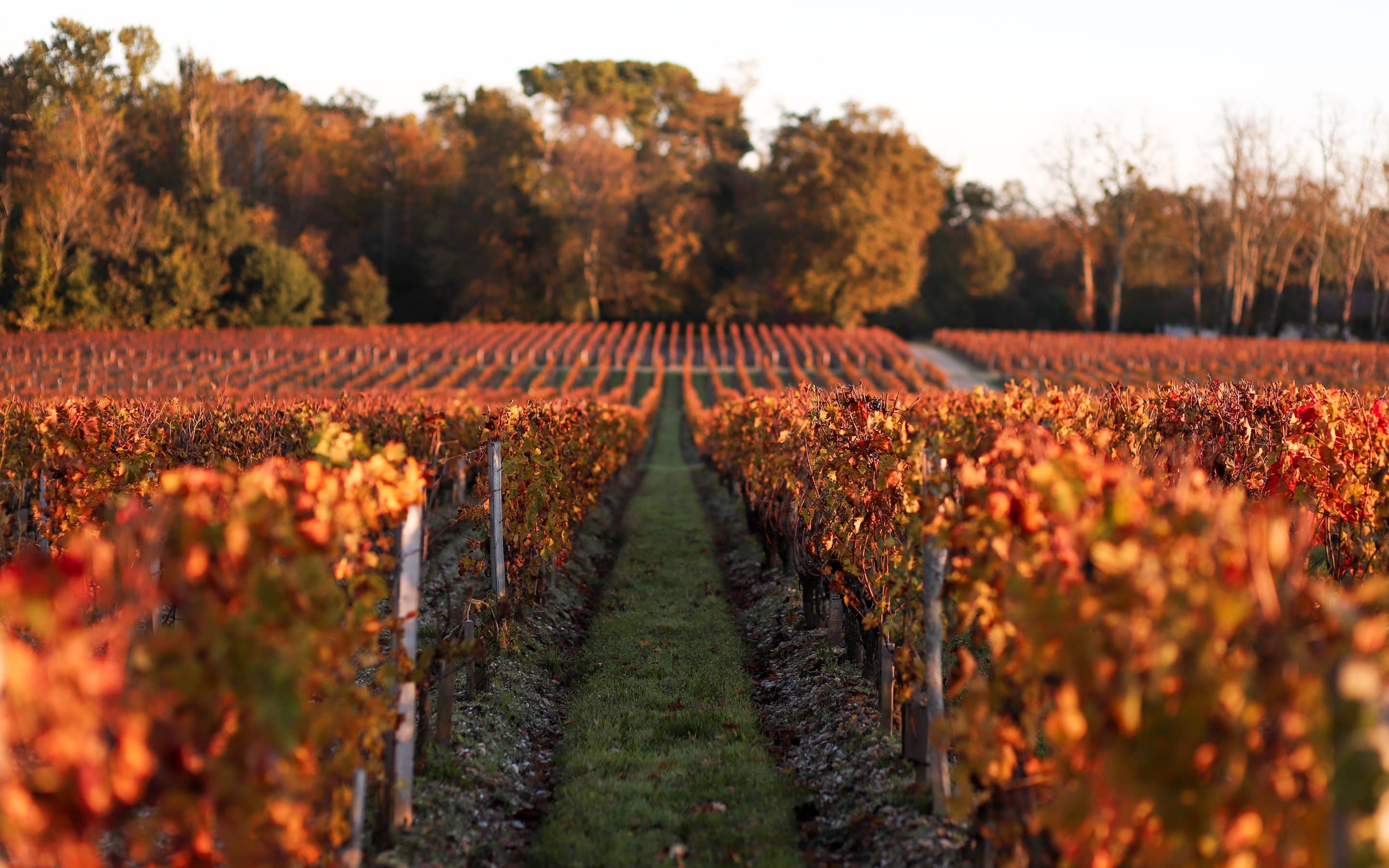 Wine tourism - Les Sources